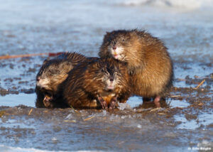 Have A Muskrat Problem? - LMCD